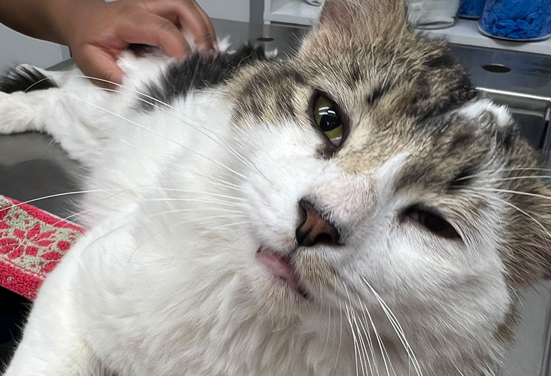 Cold Laser Therapy - Vet in Valley Center | Valley Center Veterinary Clinic