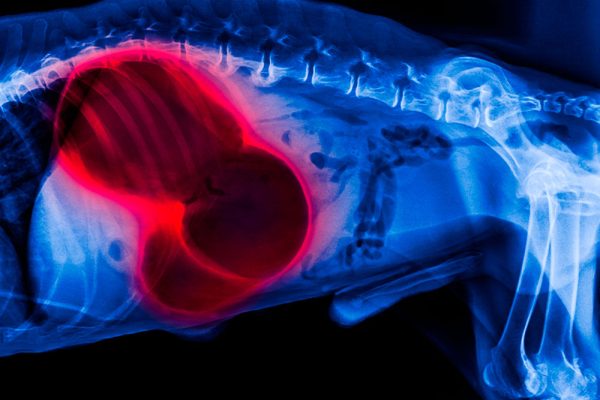 Bloat in Dogs: A Deadly Condition Every Pet Owner Should Know